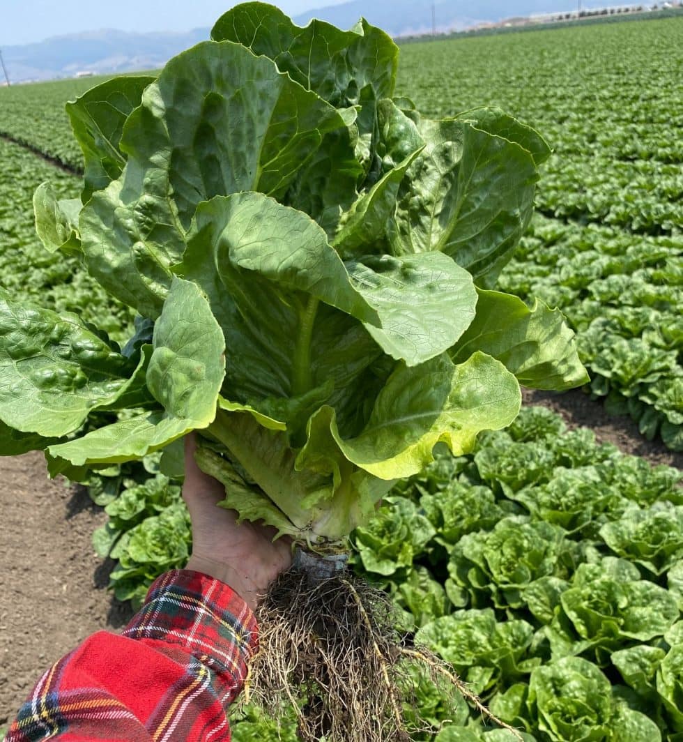 Vegetable Transplanting with PlantTape – PlantTape is an automated ...